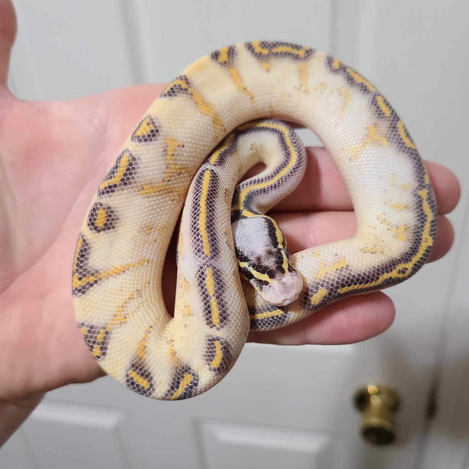 Pastel Highway Ball Python by Balls And My Word - MorphMarket