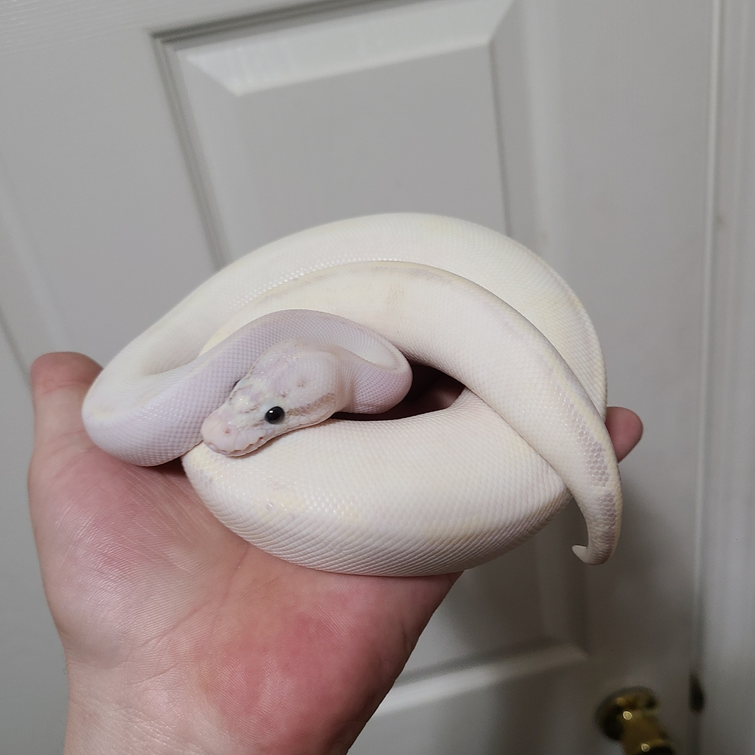 Pastel Ivory Ball Python by Balls And My Word - MorphMarket