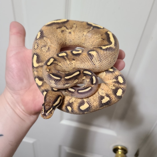Super Gravel Ball Python by Dewayne Marshall