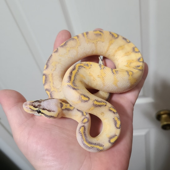Pastel Highway Ball Python by Dewayne Marshall