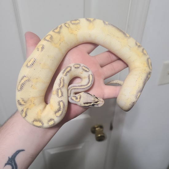 Pastel Highway Ball Python by Dewayne Marshall