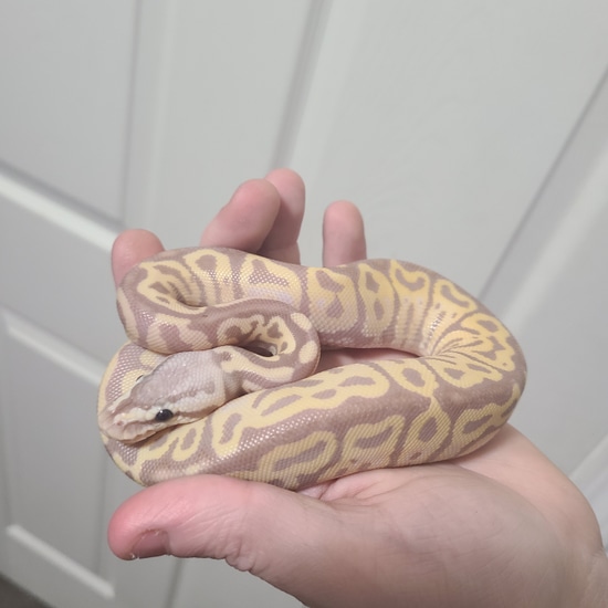 Pastel Banana Leopard Ball Python by Dewayne Marshall
