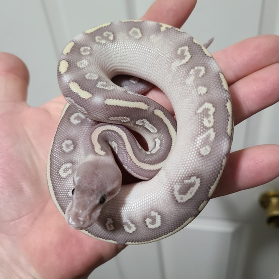 Pastel Super Mystic Ball Python by Dewayne Marshall