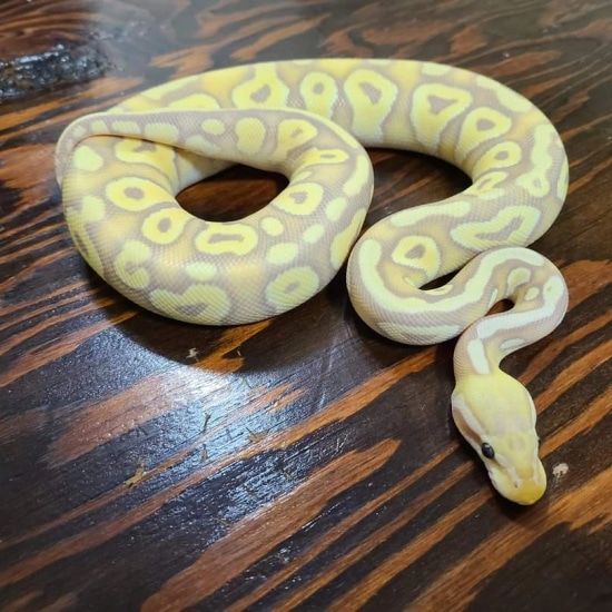 Banana Mojave Pastel Ball Python by Dewayne Marshall