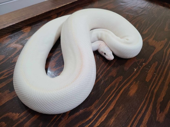 Ivory Ball Python by Dewayne Marshall