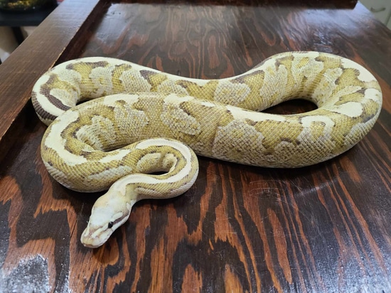 Vanilla Cream Ball Python by Dewayne Marshall's Balls