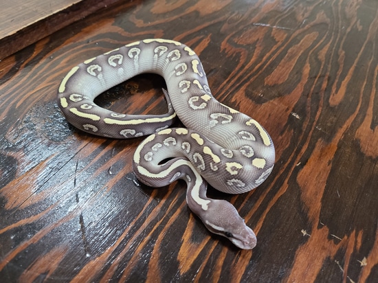 Super Mystic Ball Python by Dewayne Marshall