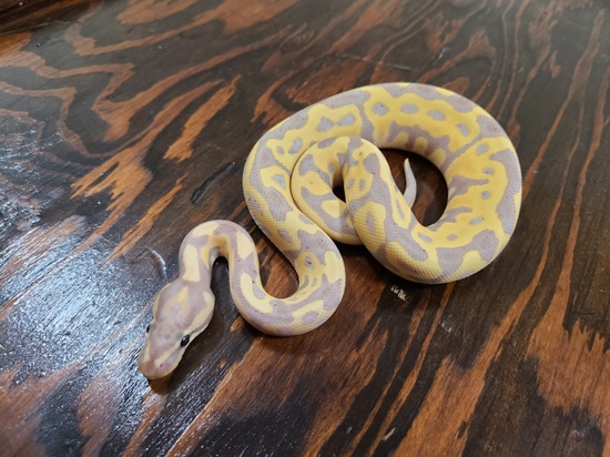 Banana Leopard Ball Python by Dewayne Marshall
