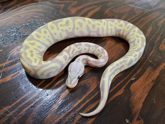 Banana Leopard Pastel Ball Python by Dewayne Marshall