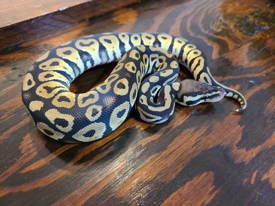 Pastel Mystic Ball Python by Dewayne Marshall's Balls