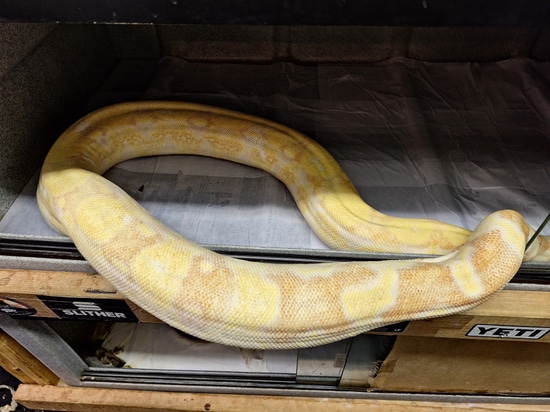 Female Sharp Albino Boa Constrictor by Stronghold Reptiles