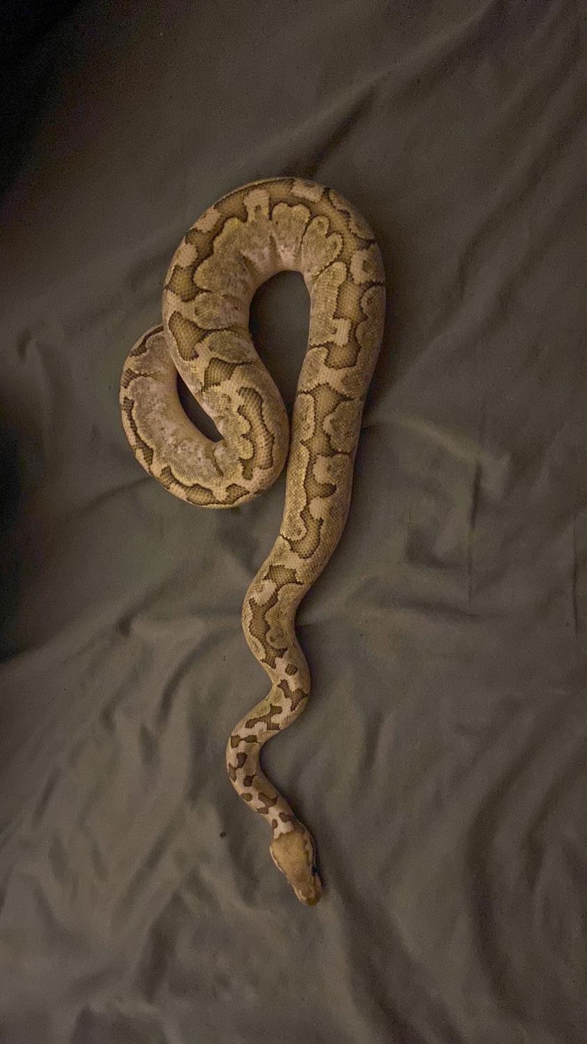 Bamboo Ball Python by Mr. Constrictors - MorphMarket