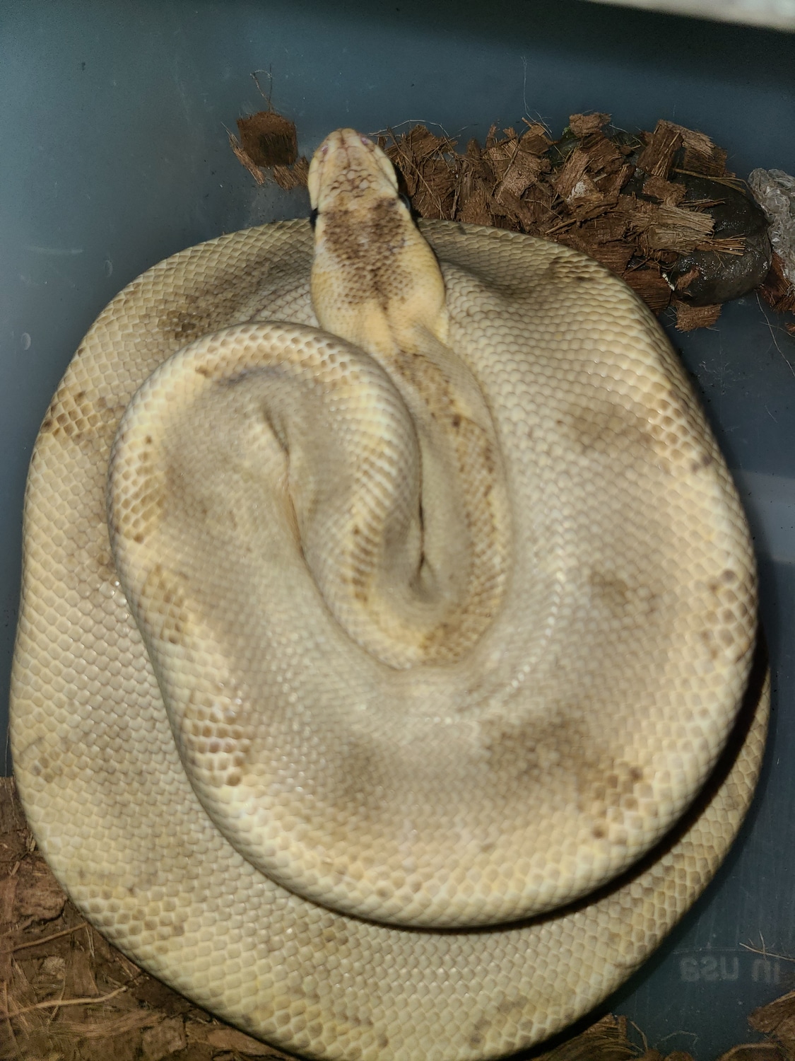 Champagne Ball Python by Mr. Constrictors - MorphMarket