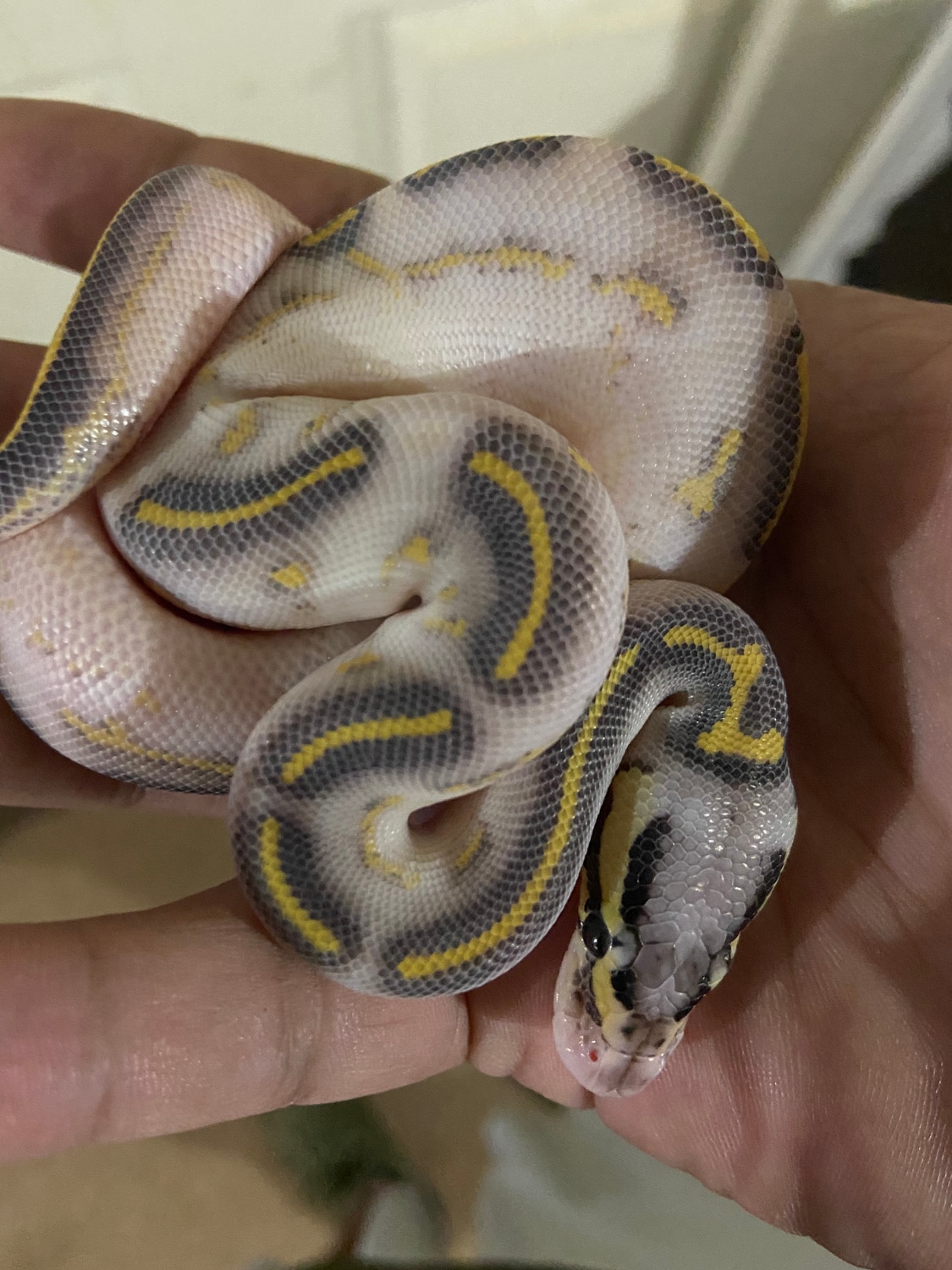 Pastel Highway Ball Python by Mr. Constrictors - MorphMarket