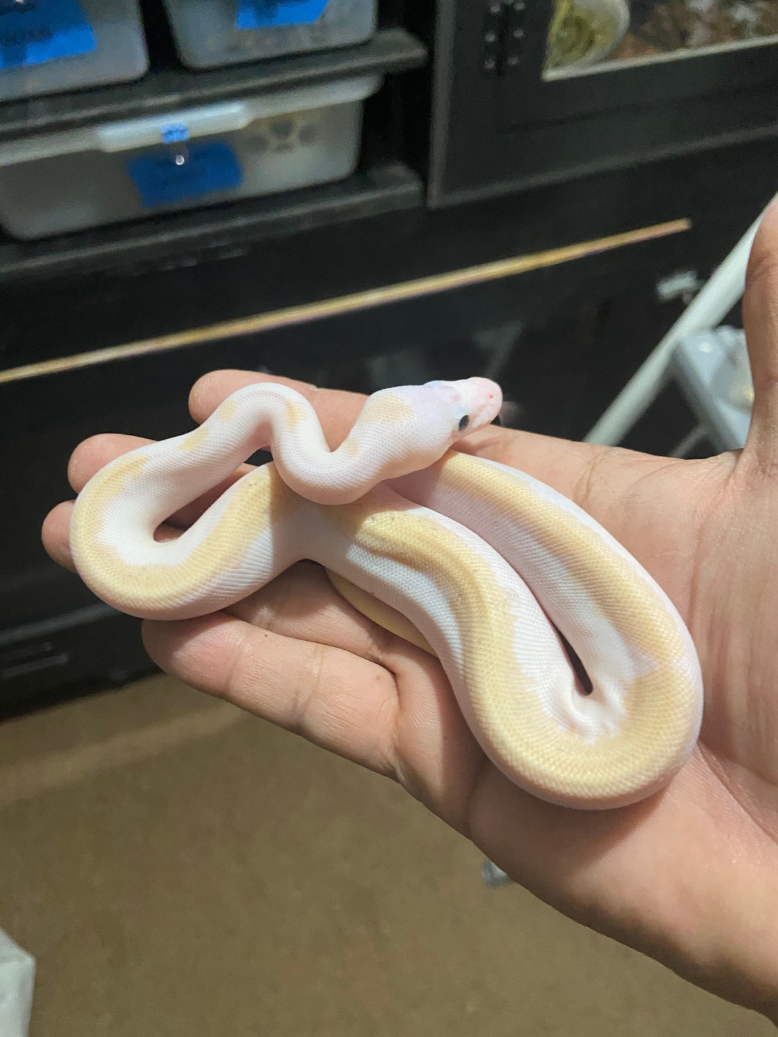 Super Fire Leopard Ball Python by Mr. Constrictors - MorphMarket