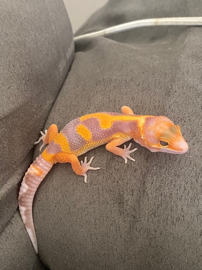 Lavender Firewater Leopard Gecko by Nora’s Dream