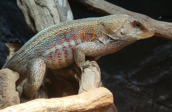 Captive Bred Hispaniolan Khaki Curly Tail Lizards (Leiocephalus ...