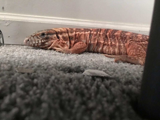 Red Tegu Argentine Tegus by Firehouse Exotics