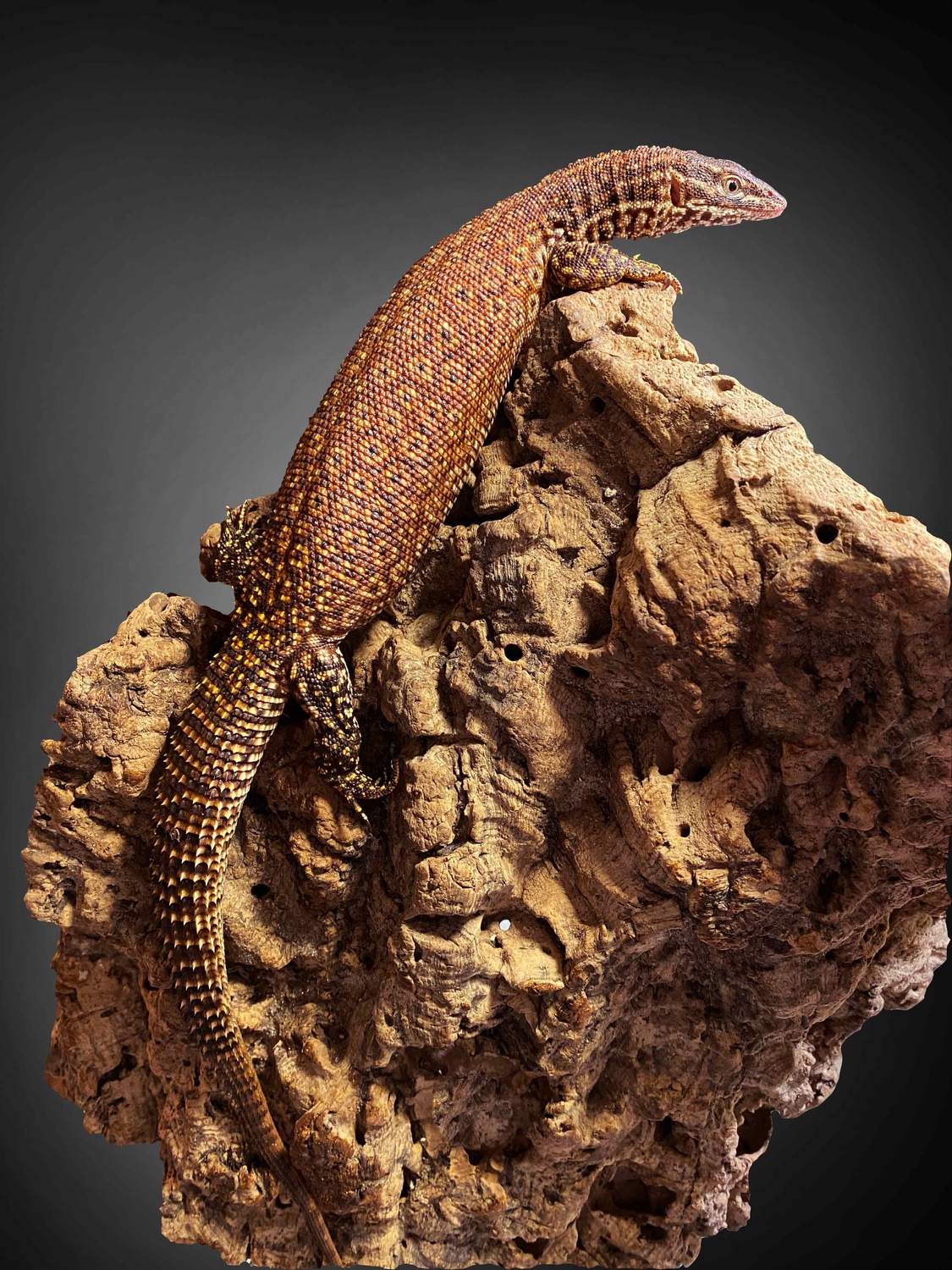 Unsexed Red Ackie Spiny-Tailed Monitor by Blood Moon Boas - MorphMarket