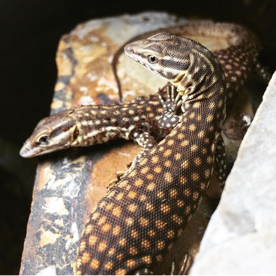 Red Ackie Monitors by Mini Monitorz