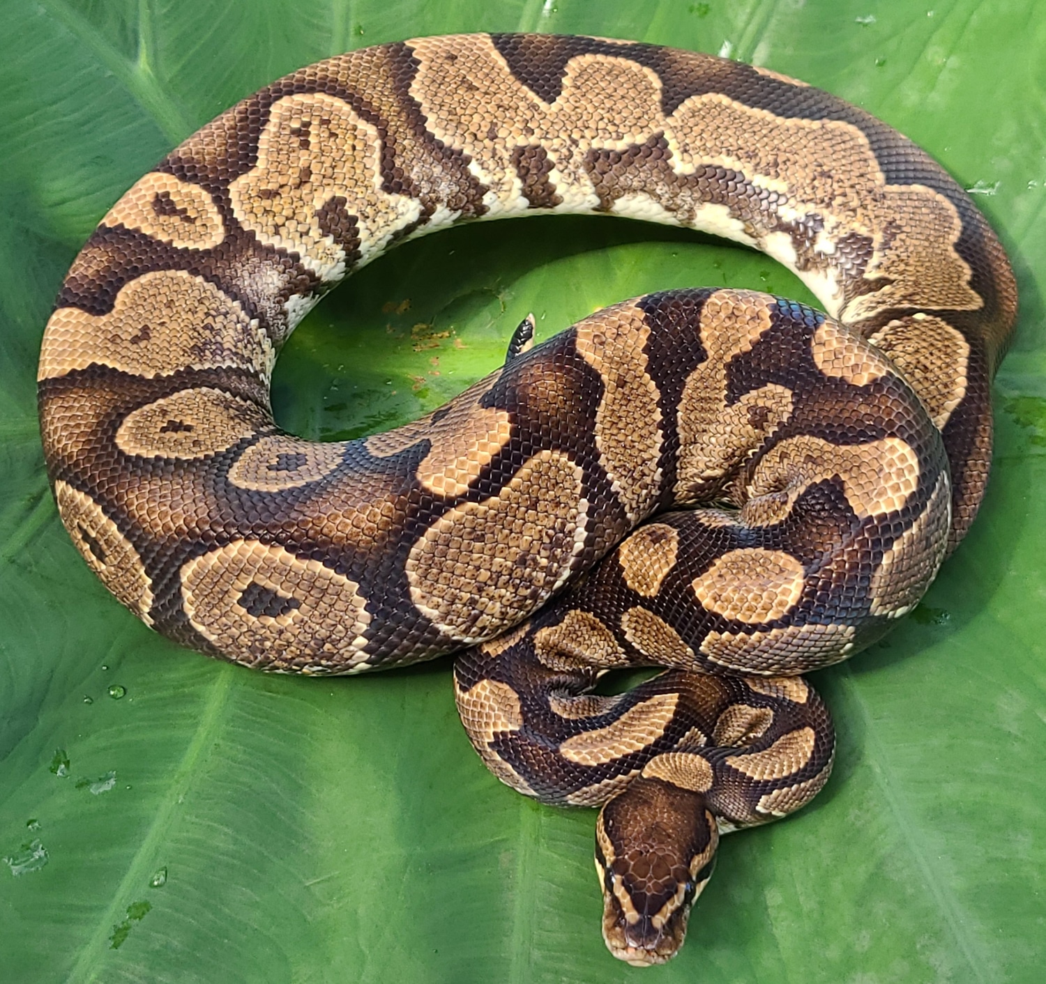 Calico Ball Python by D & M Reptiles - MorphMarket