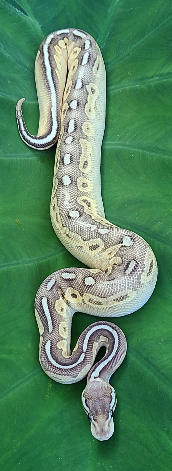Butter Pewter Het Hypo Ball Python by D & M Reptiles - MorphMarket