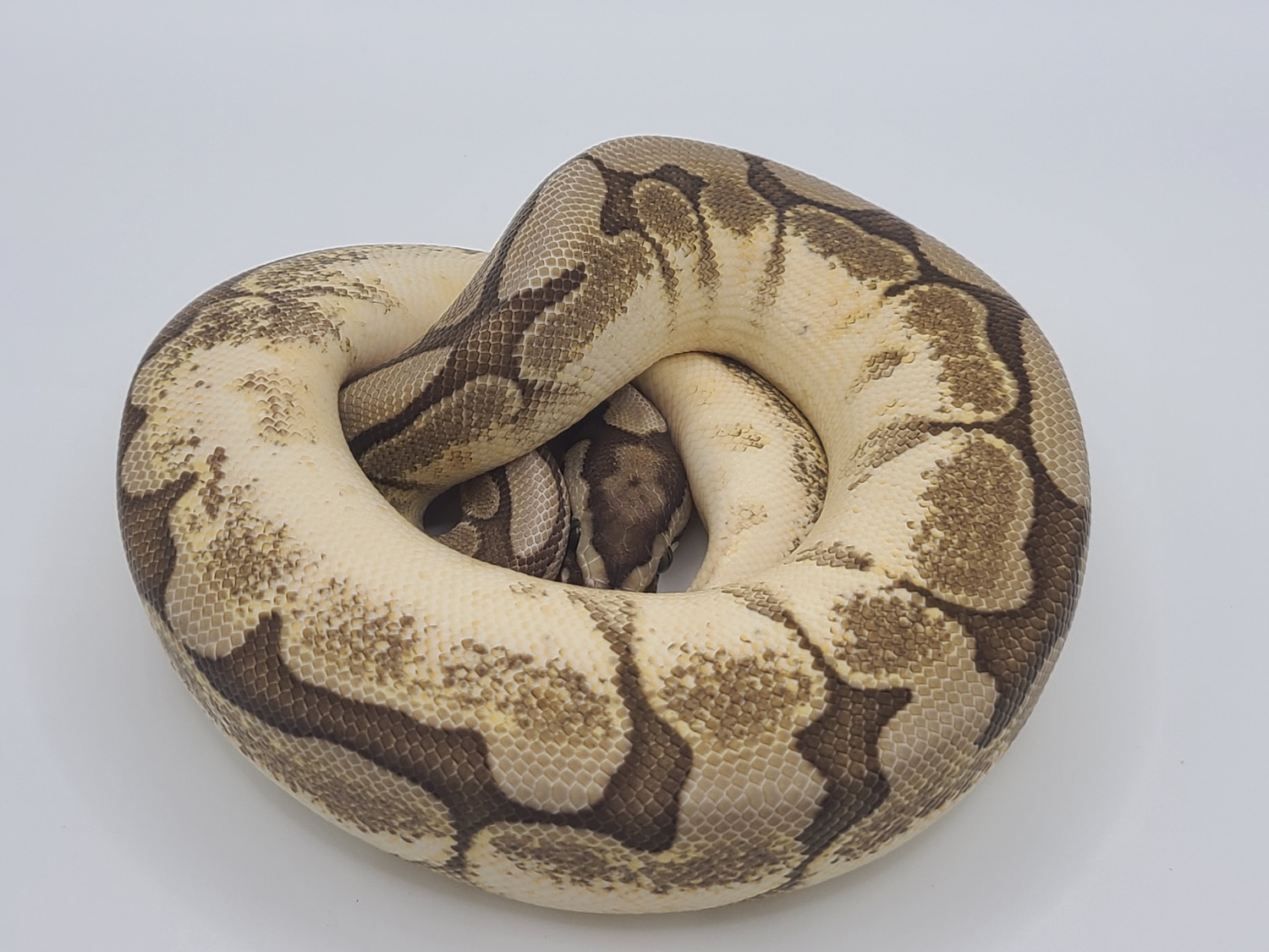 Mojave Spider Sugar Ball Python by D & M Reptiles - MorphMarket