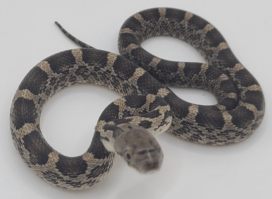Black Rat Het Hypo Possible Het Brindle Eastern Rat Snake by D & M Reptiles