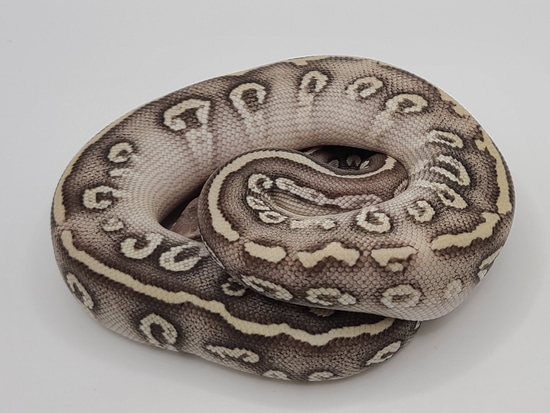 Pastel Super Mystic Ball Python by D & M Reptiles