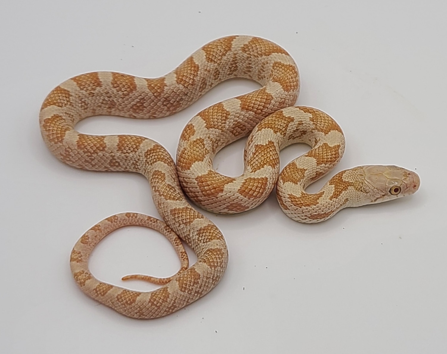 Hypo Brindle Black Rat Eastern Rat Snake by D & M Reptiles - MorphMarket