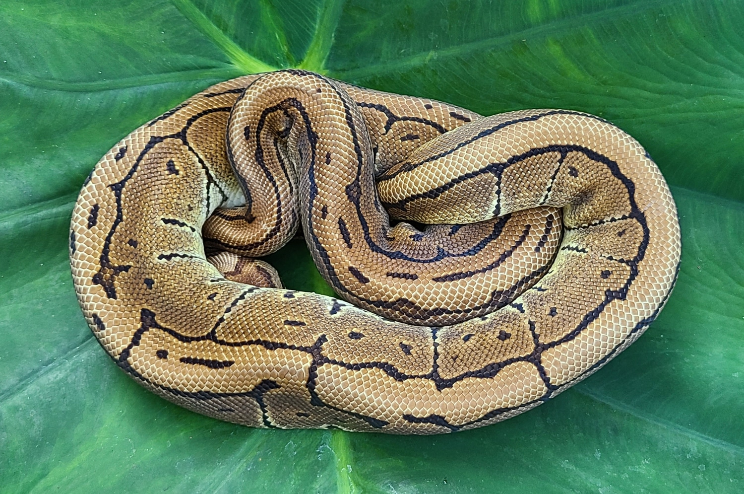 Hra Pinstripe Ball Python by D & M Reptiles - MorphMarket