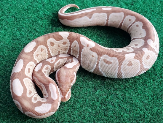 Axanthic (VPI) / Ultramel) AKA Ultra Snow Ball Python by Gondwana Reptiles