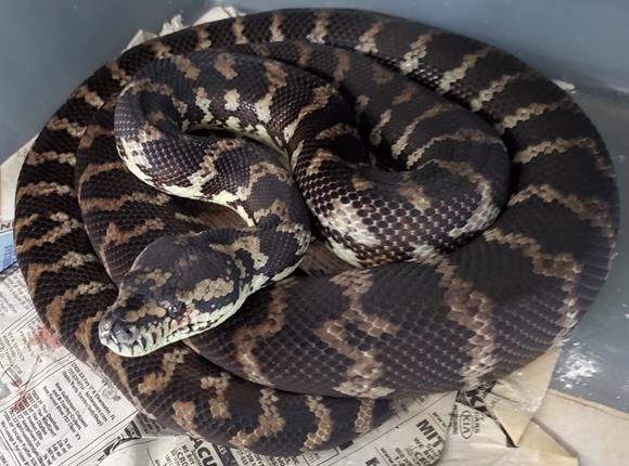 Carpet 100% Pure Darwin Carpet Python by Gondwana Reptiles - MorphMarket