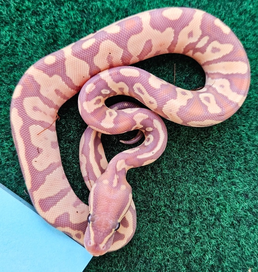 Banana Angry Ball (Angolan X Banana Ball Python) More Python by ...