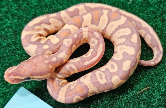 Banana Angry Ball (Angolan X Banana Ball Python) More Python by ...