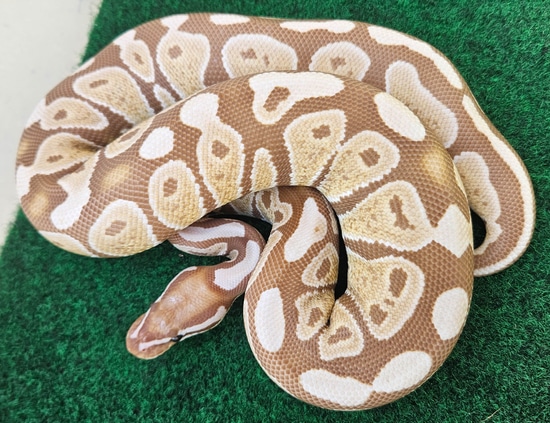 Ultra Snow (VPI Axanthic / Ultramel) (Updated) Ball Python by Gondwana ...