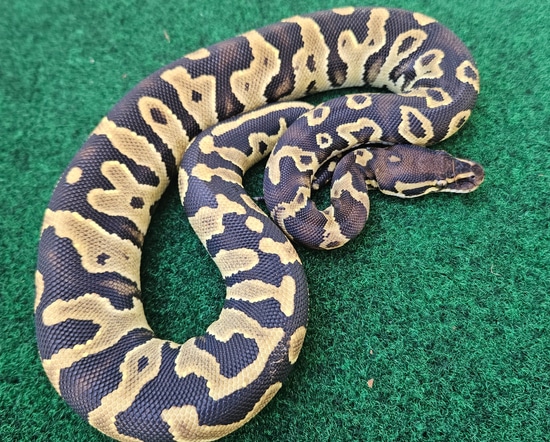 Angry Ball (Angolan X Banana Ball Python) 1 Of 2 Twins (Updated) More ...
