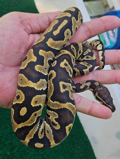 Angry Ball (Angolan X Banana Ball Python) (Updated) More Python by ...