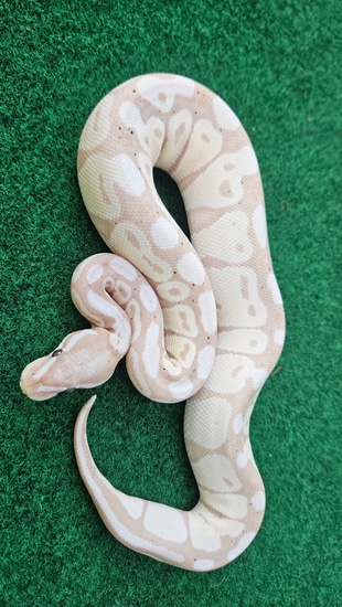 Banana Ultra Snow ( Banana / VPI Axanthic / Ultramel ) Ball Python by ...