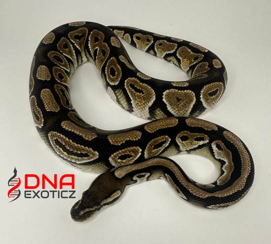 Cinnamon Het Clown Male Ball Python by DNA Exoticz