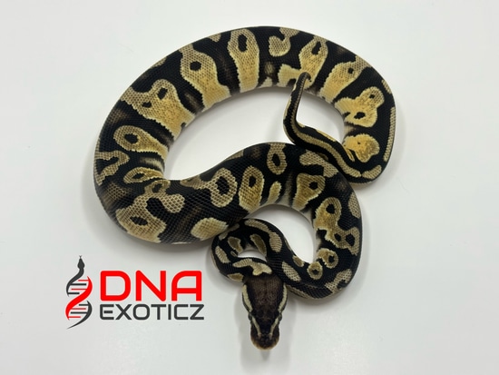 Chocolate Pastel Orange Dream Ball Python by DNA Exoticz