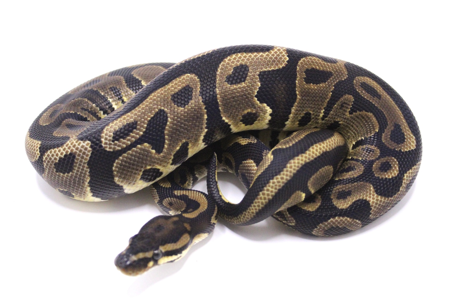 Leopard 66% Het Clown Pied Ball Python by DNA Exoticz LLC - MorphMarket