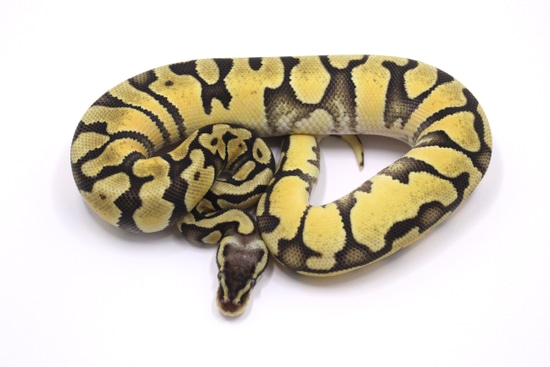 Enchi Firefly Ball Python by DNA Exoticz
