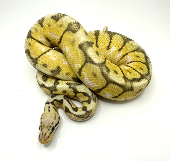 Yellowbelly Killer Bee Ball Python by DNA Exoticz