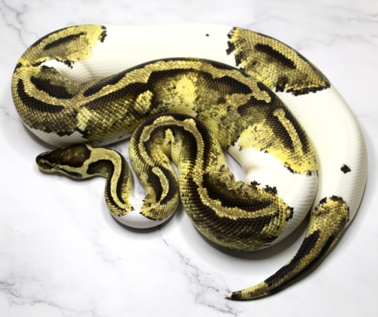 Pastel Pied Ball Python by DNA Exoticz