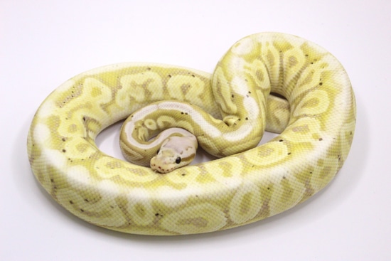 Banana Black Pewter Het Clown Het Hypo Ball Python by DNA Exoticz