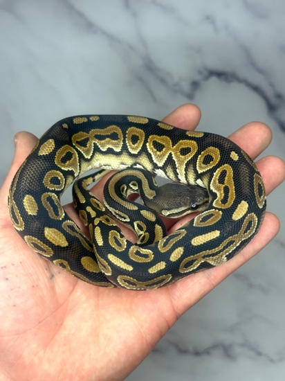 Cinnamon Het Clown Ball Python by DNA Exoticz