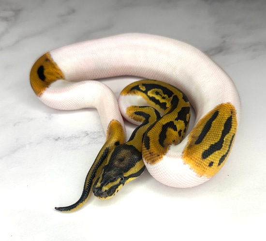 OD Leopard Pied Het Clown Ball Python by DNA Exoticz