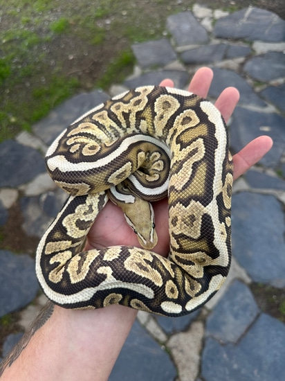 Firemon Spotnose Het Clown Ball Python by DNA Exoticz