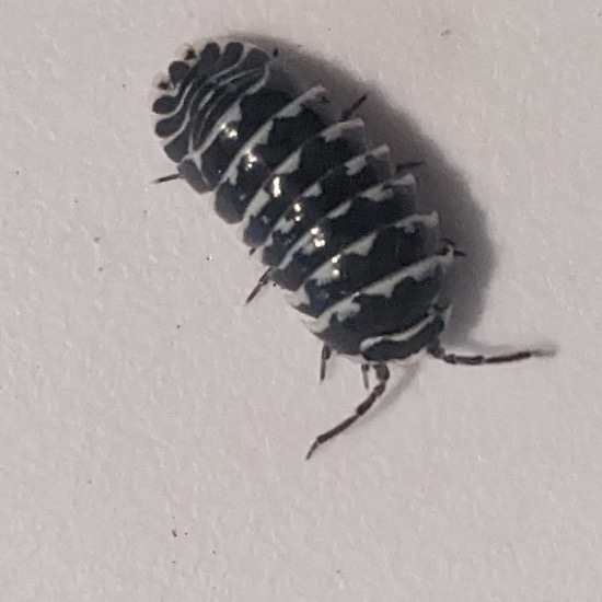 Zebra Isopod by Dna geckos